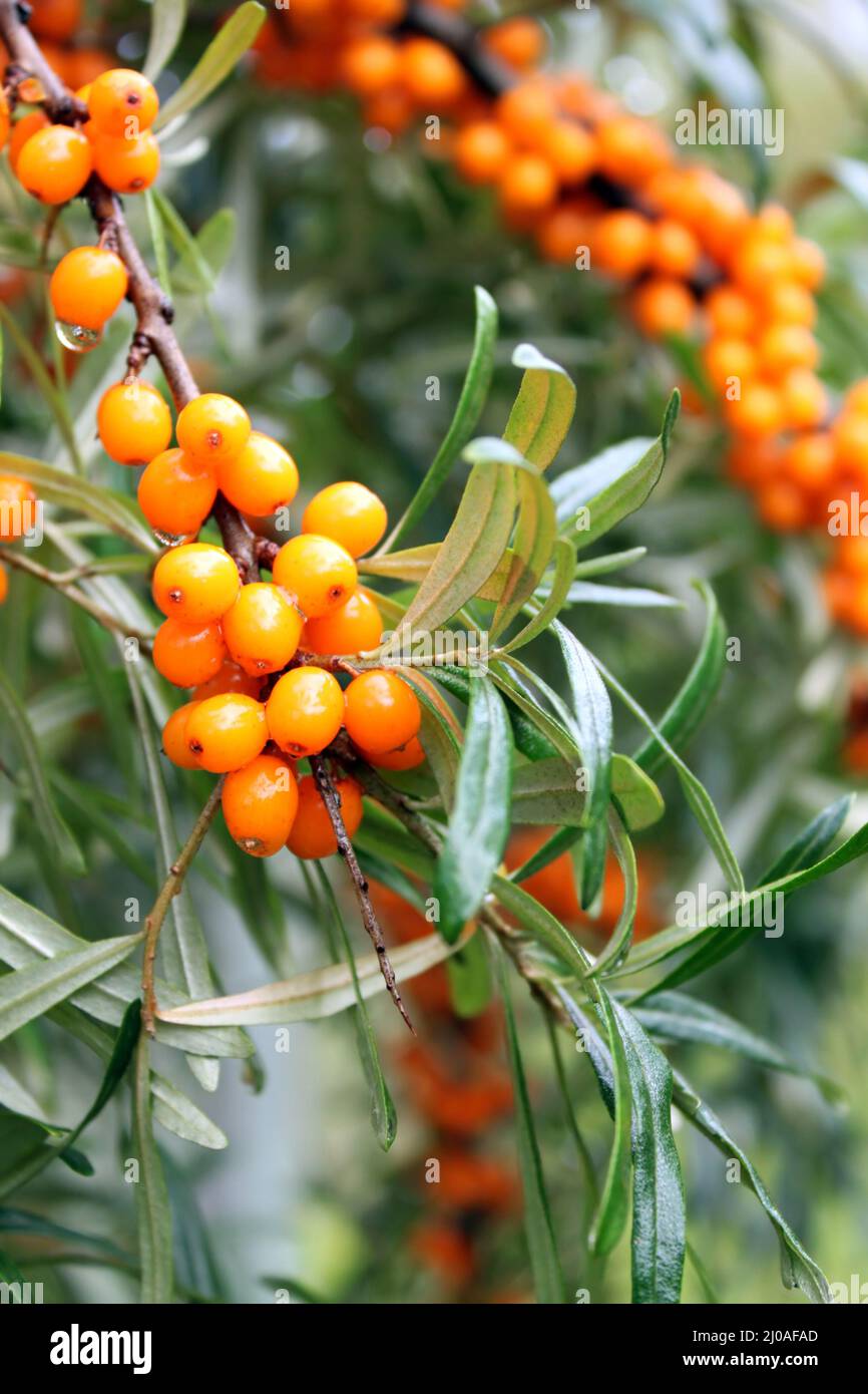 Wet sea buckthorn hi-res stock photography and images - Alamy