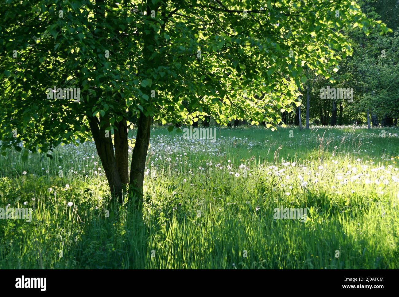 Tree covered by the sun Stock Photo - Alamy