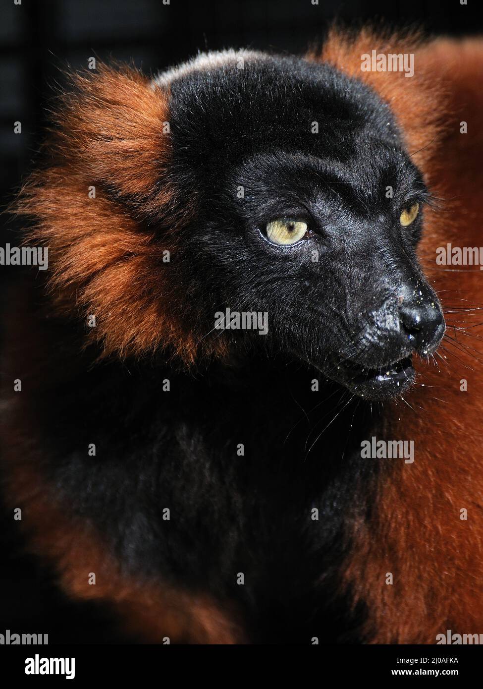 Lemures hi-res stock photography and images - Alamy