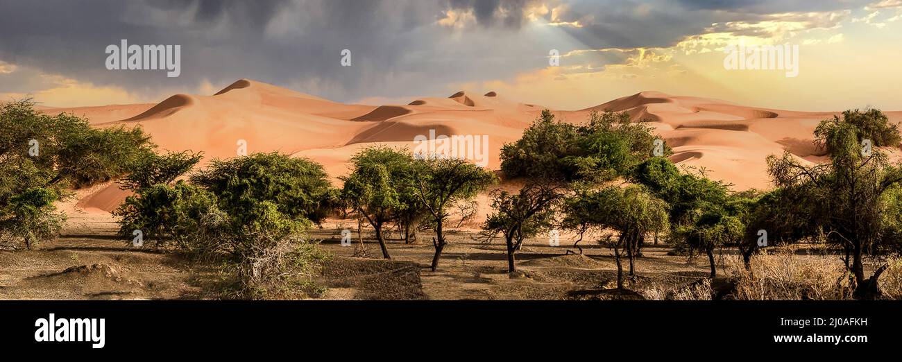 Trees in the western Sahara desert near the Adrar Mauritania Stock ...