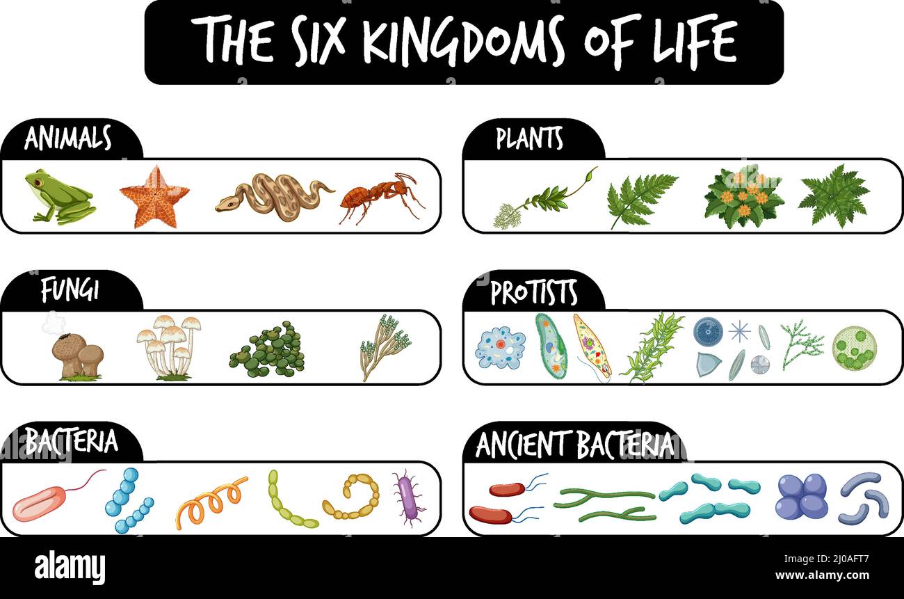The Six Kingdoms Of Life Illustration Stock Vector Image And Art Alamy