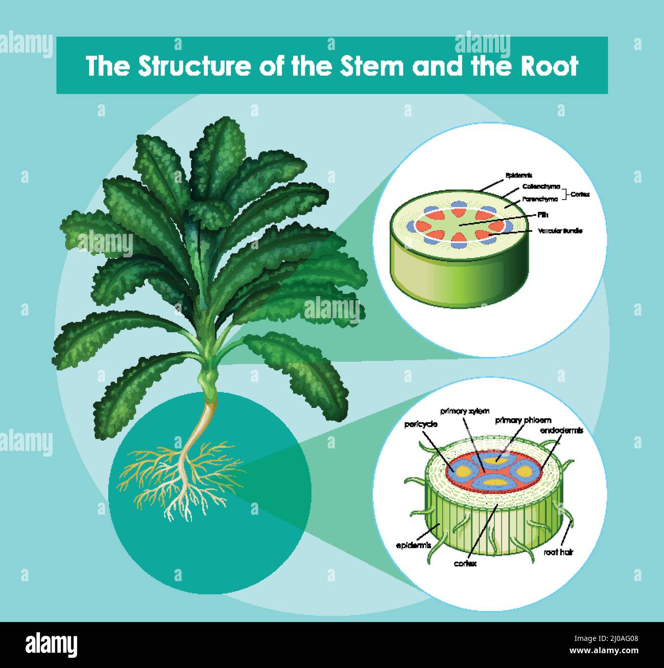Diagram showing the structure of the stem and the root illustration ...
