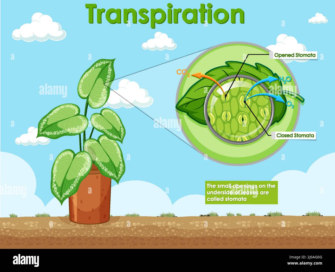 Diagram showing transpiration in plant illustration Stock Vector Image ...