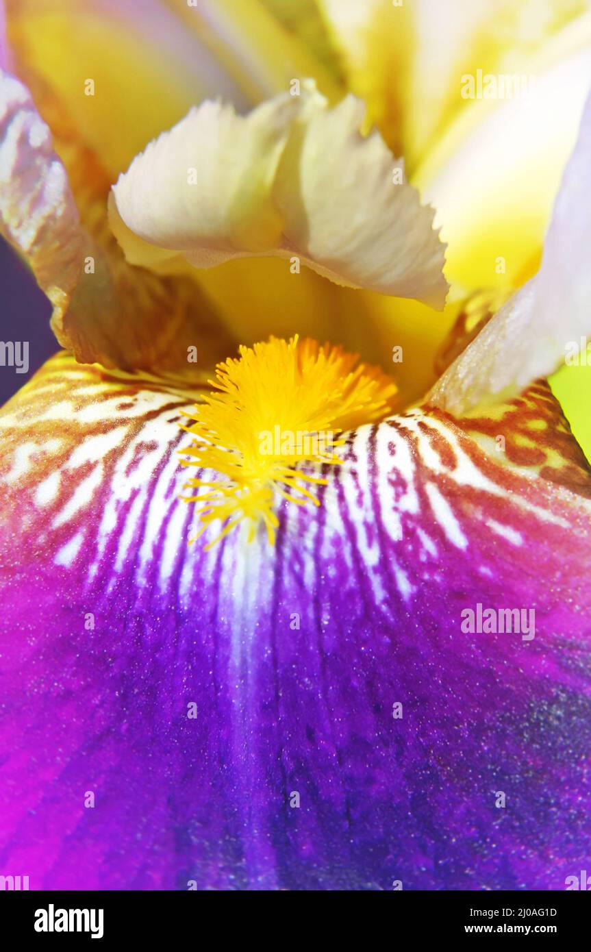 Iris texture hi-res stock photography and images - Alamy