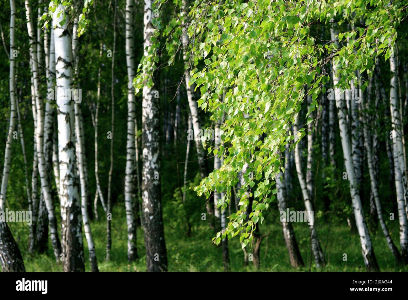 Branch of a birch tree with young foliage Stock Photo - Alamy