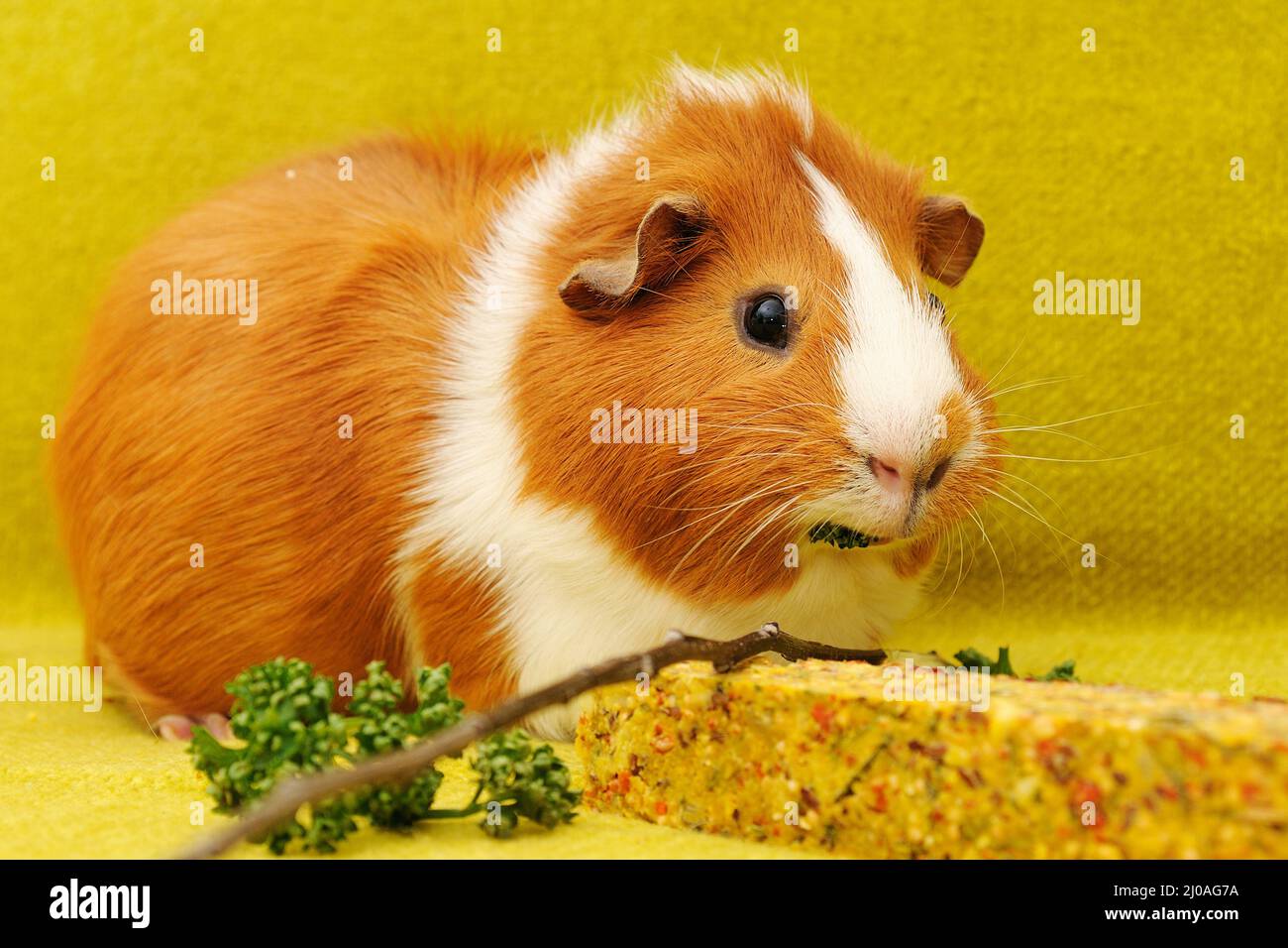 Cavy hi-res stock photography and images - Alamy