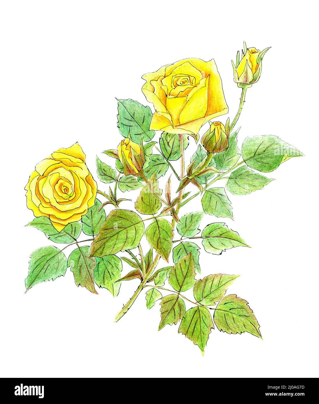 Beautiful yellow leaves background Cut Out Stock Images & Pictures - Alamy