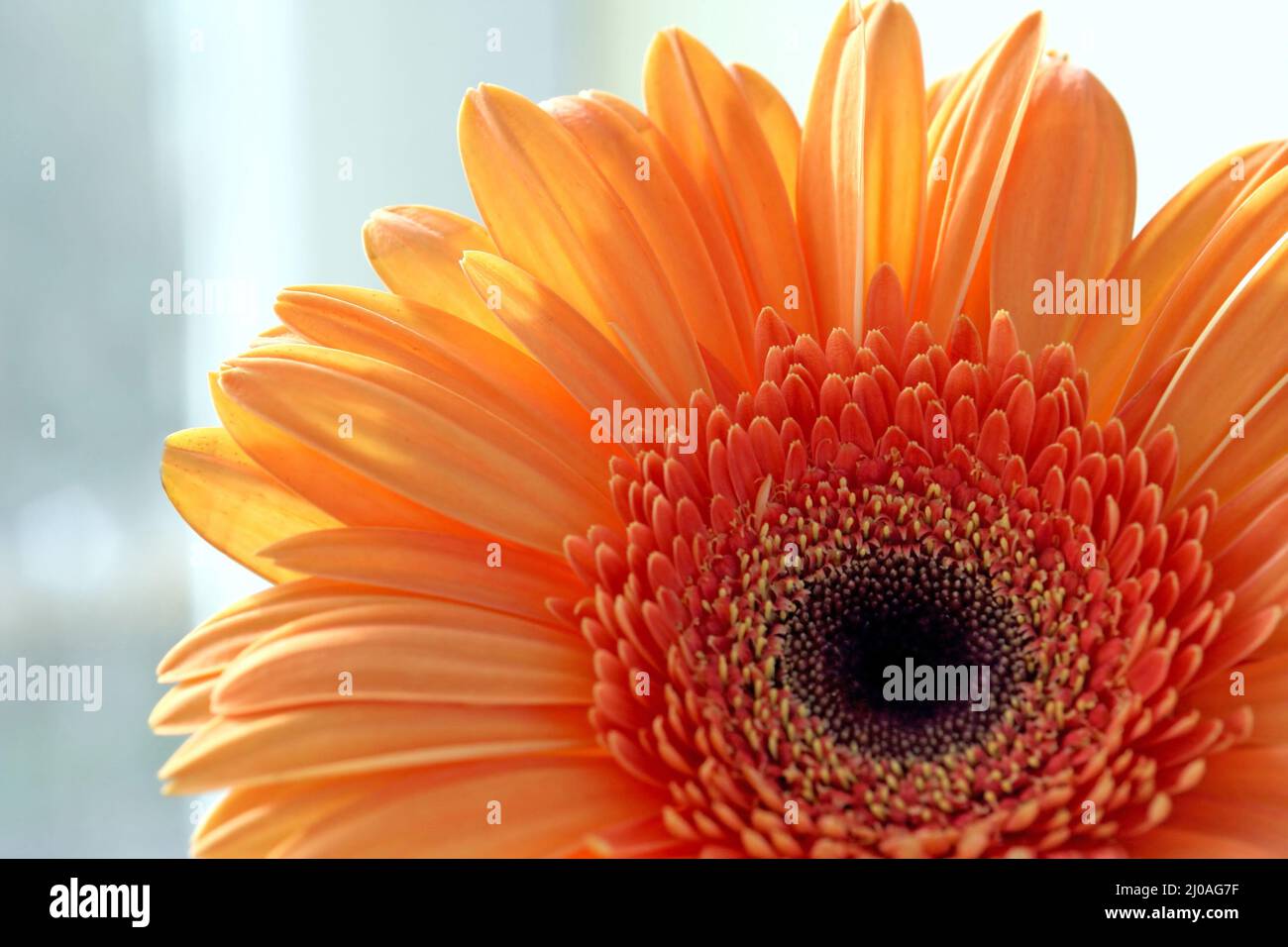 Closeup of gerber daisy flower Stock Photo - Alamy