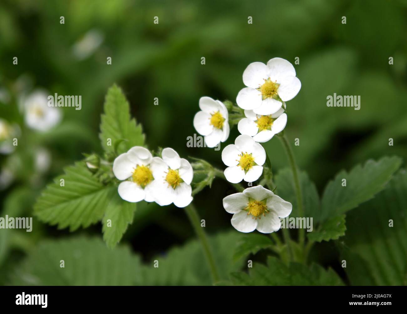 Strawberry plant berries blossom hi-res stock photography and images ...
