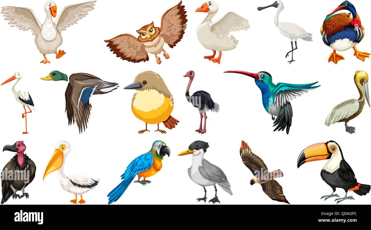 Different kinds of birds collection illustration Stock Vector Image ...