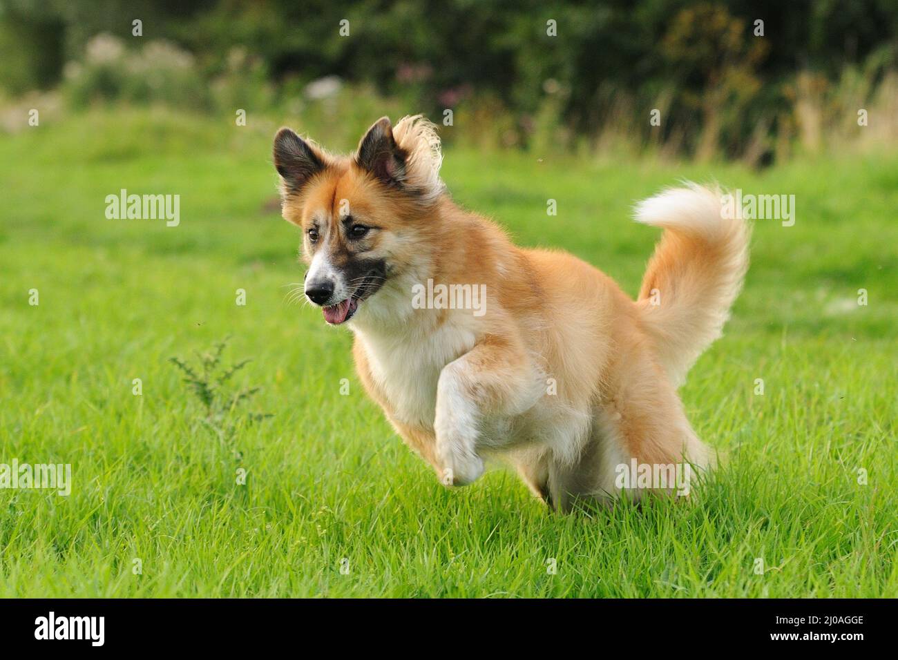 Dog bouncing hi-res stock photography and images - Alamy