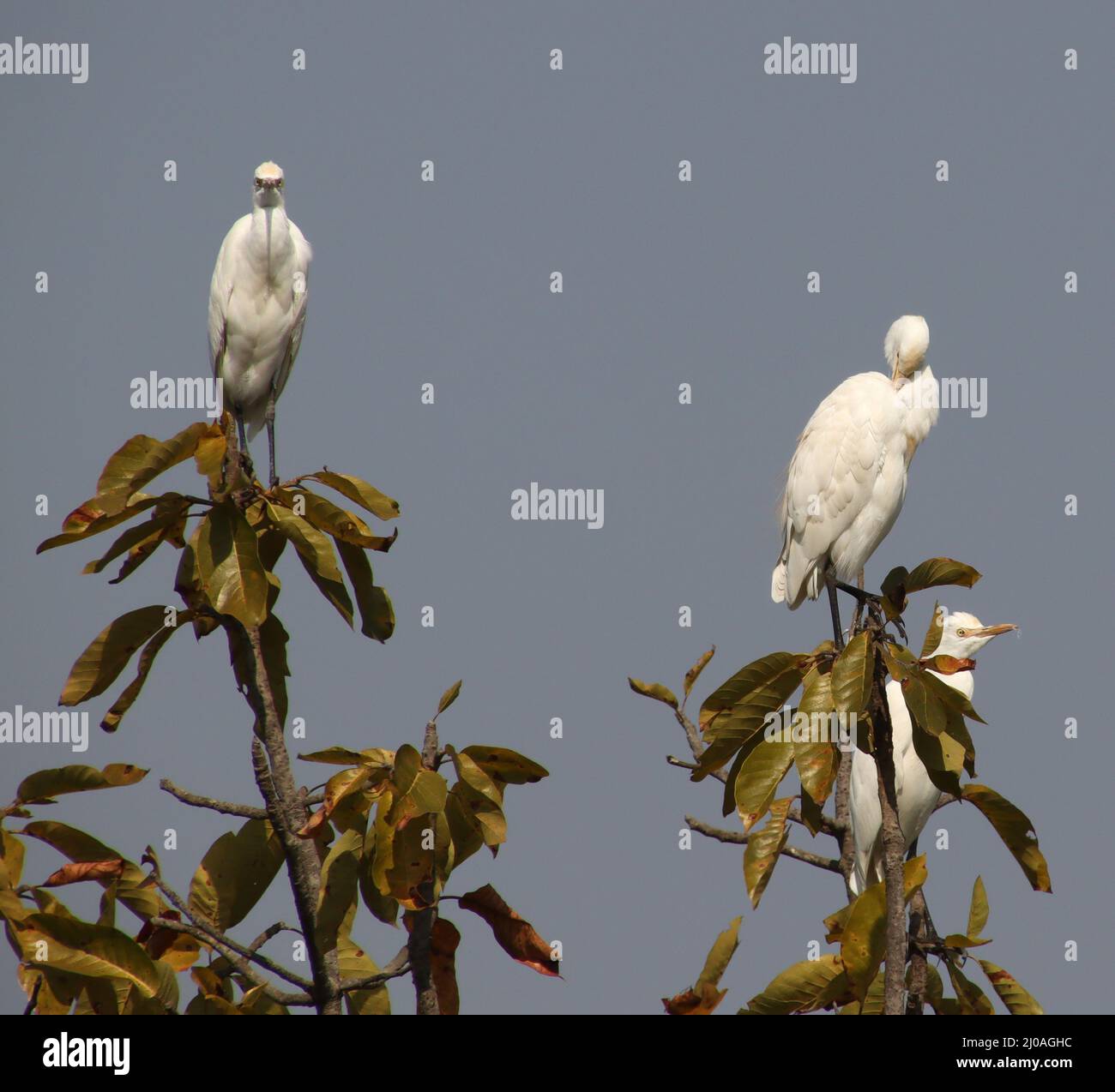 heron sitting on a tree branch Stock Photo - Alamy