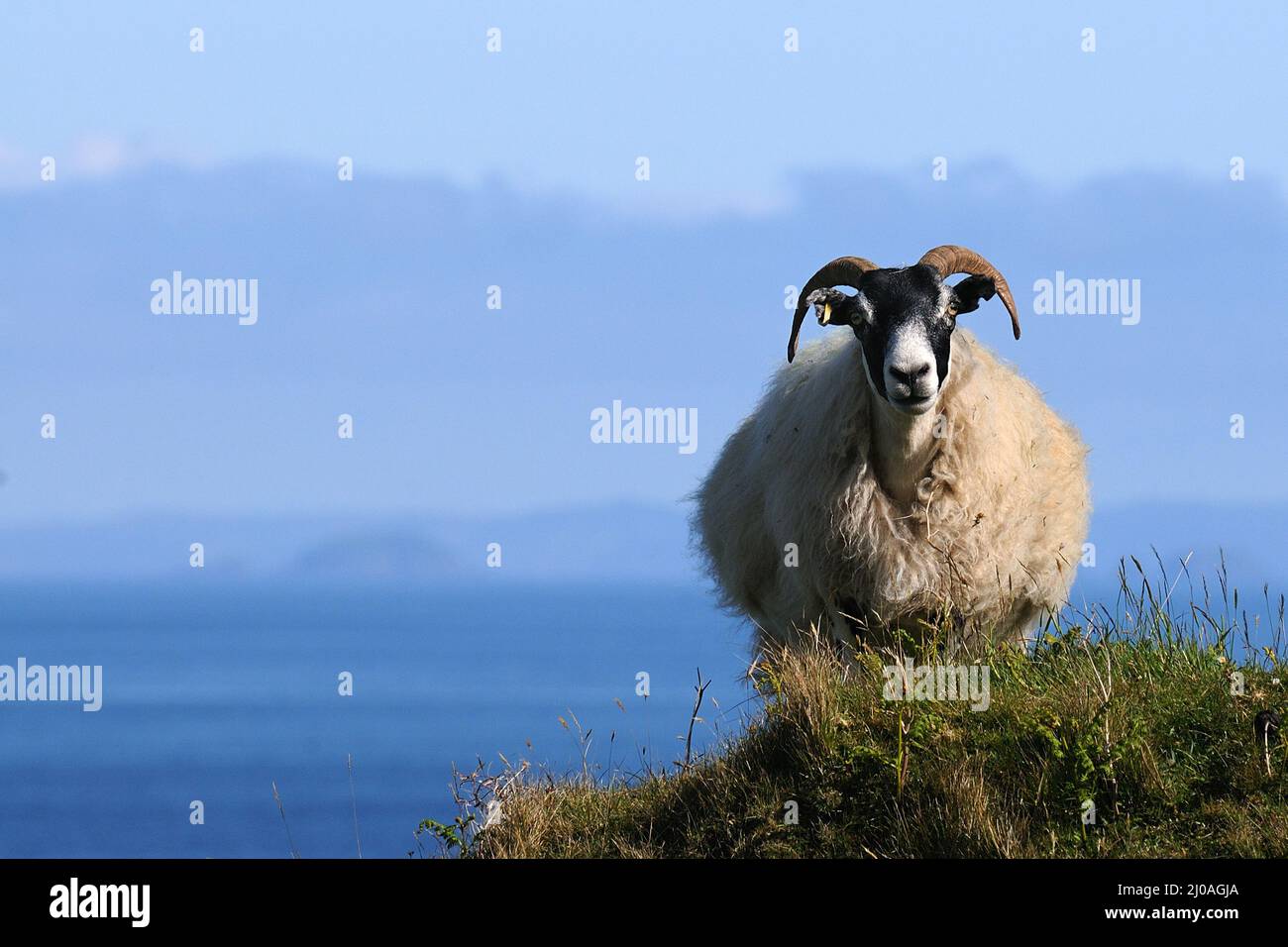 Sheep behind hi-res stock photography and images - Alamy