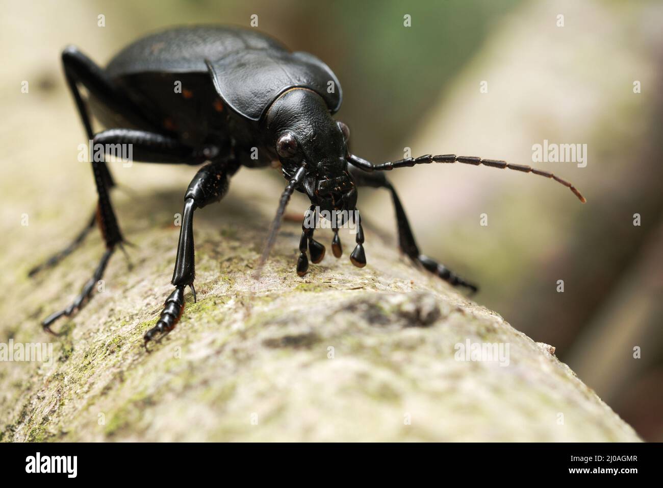 Carabus coriaceus hi-res stock photography and images - Alamy