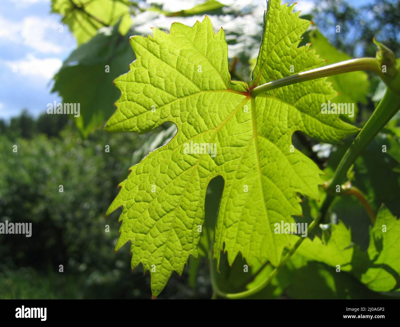 Leaf of grape Stock Photo - Alamy