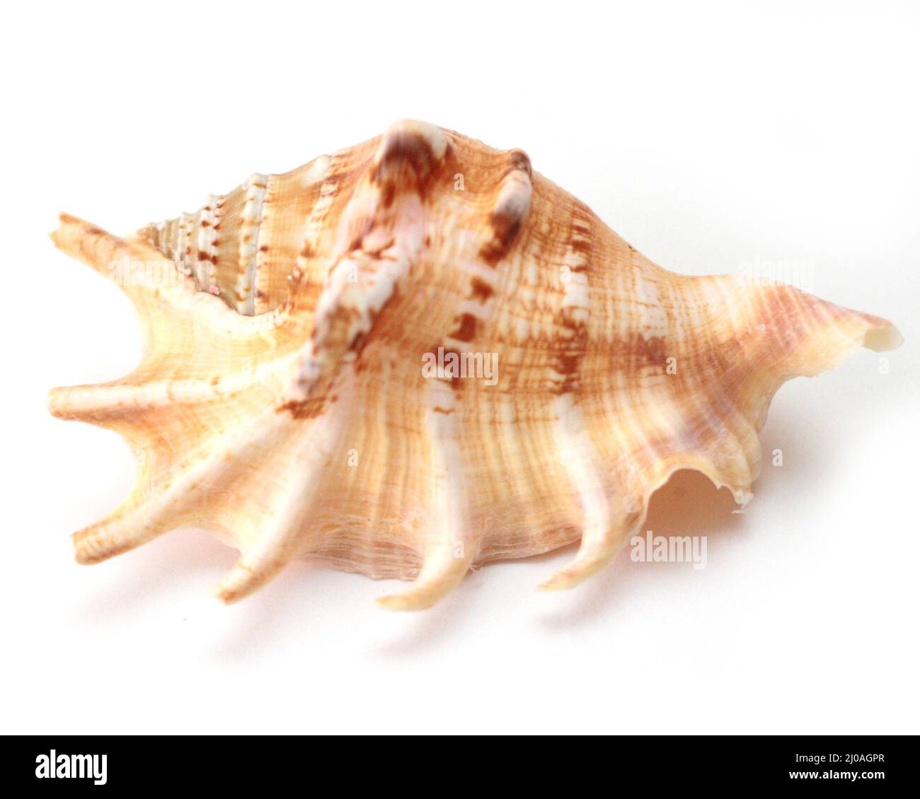 Conch shell horn hi-res stock photography and images - Alamy