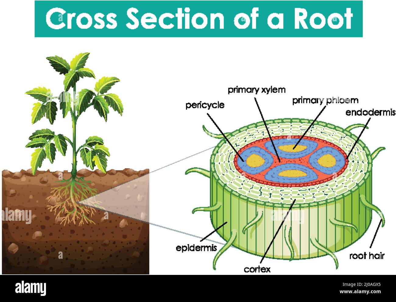 Diagram showing cross section of a root illustration Stock Vector Image ...