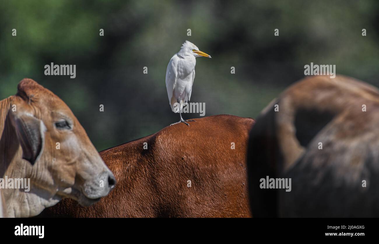 Cow symbiosis bird hi-res stock photography and images - Alamy
