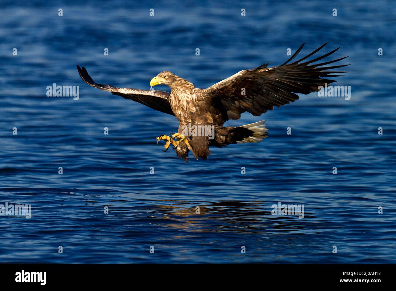 Eagle at water hi-res stock photography and images - Alamy