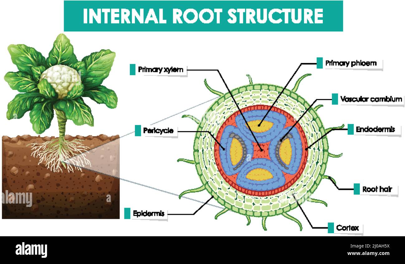 Diagram showing internal root structure illustration Stock Vector Image ...