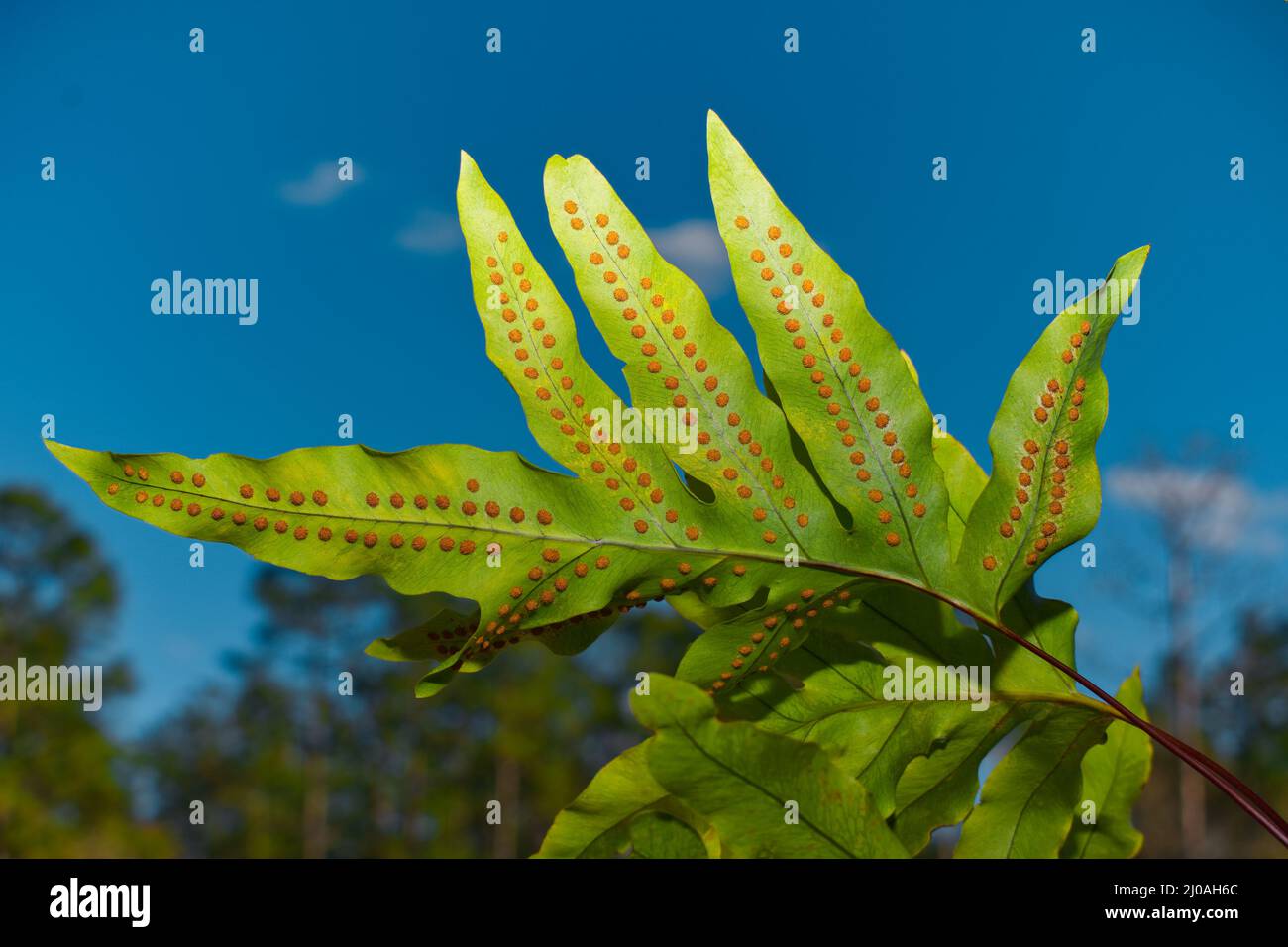 Polypody fern tree hi-res stock photography and images - Alamy