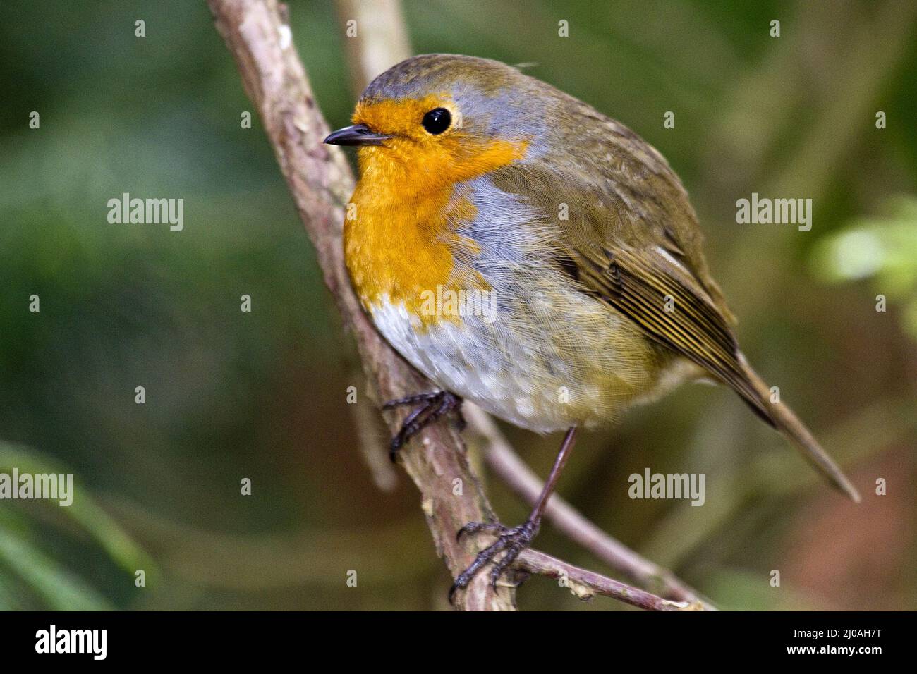Robin flying hi-res stock photography and images - Alamy