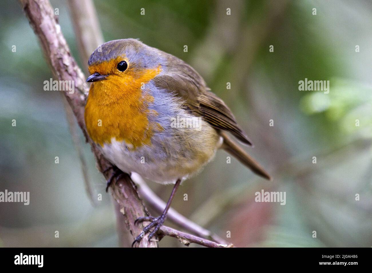 Format robin hi-res stock photography and images - Alamy