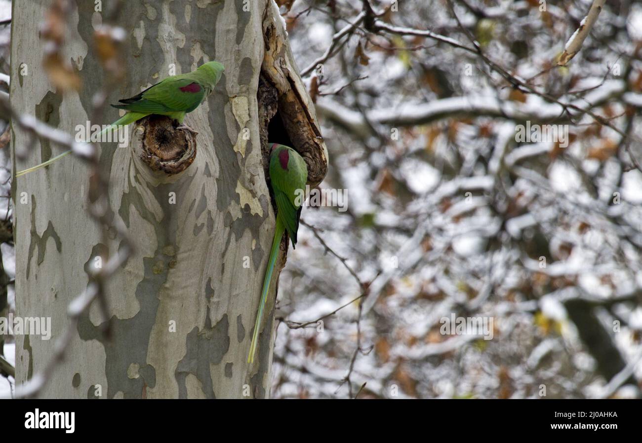 Landscape format of parakeet birds hi-res stock photography and images ...