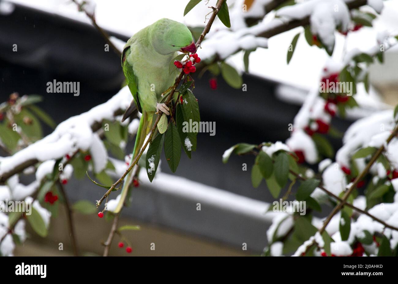 Landscape format of parakeet birds hi-res stock photography and images ...