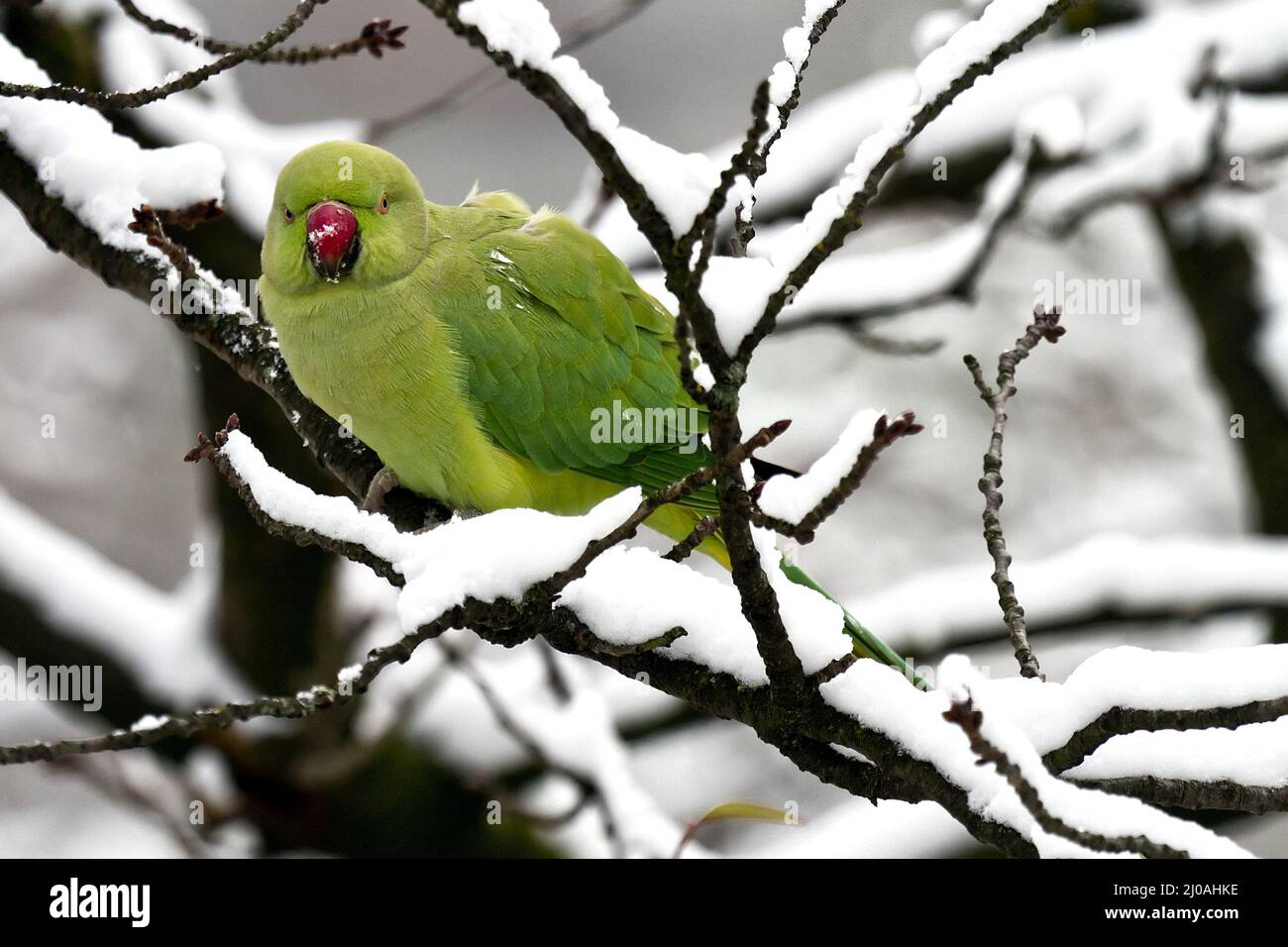 Landscape format of parakeet birds hi-res stock photography and images ...