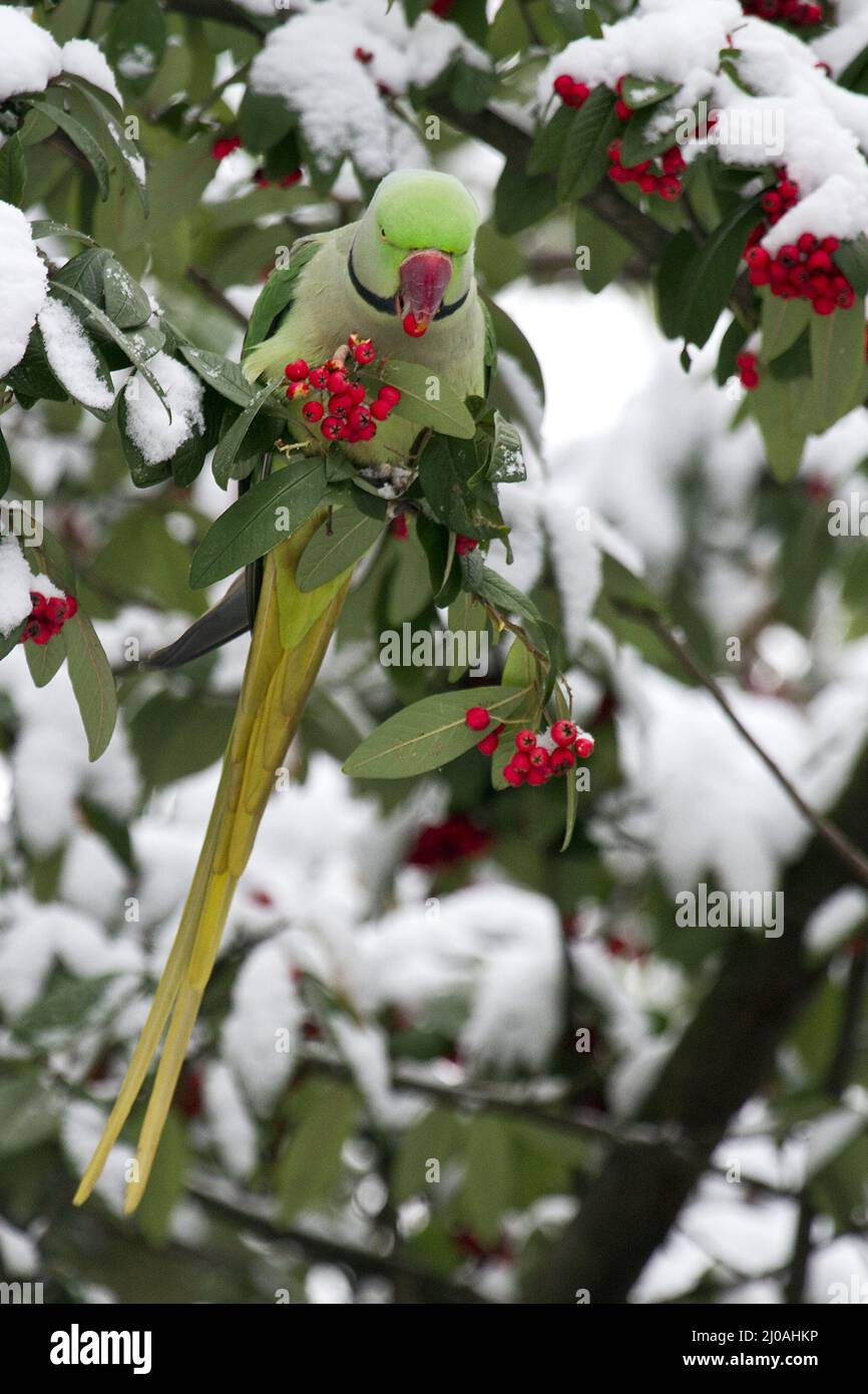 Kramer parrot hi-res stock photography and images - Alamy