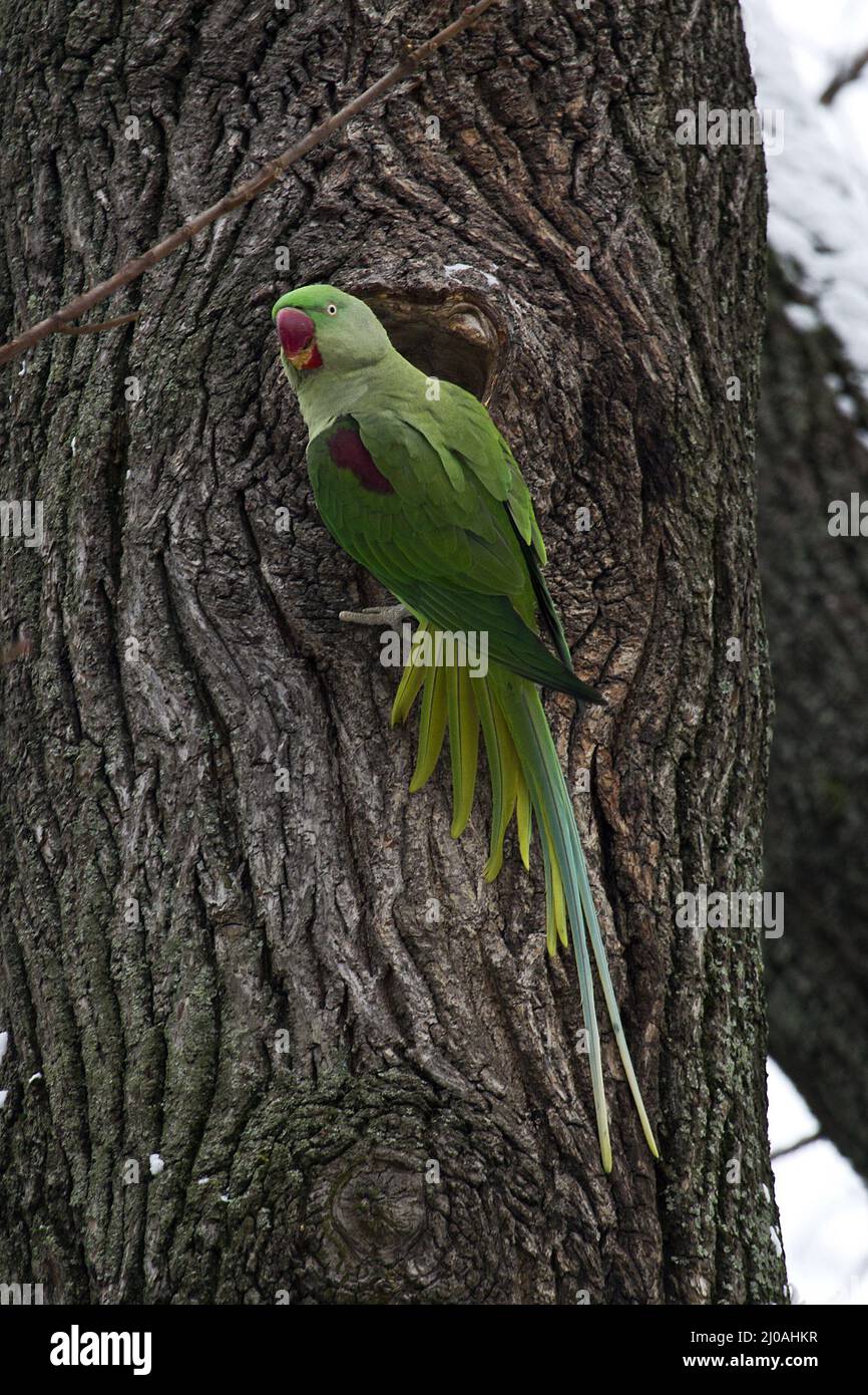 Green alexandrine parakeet hi-res stock photography and images - Alamy