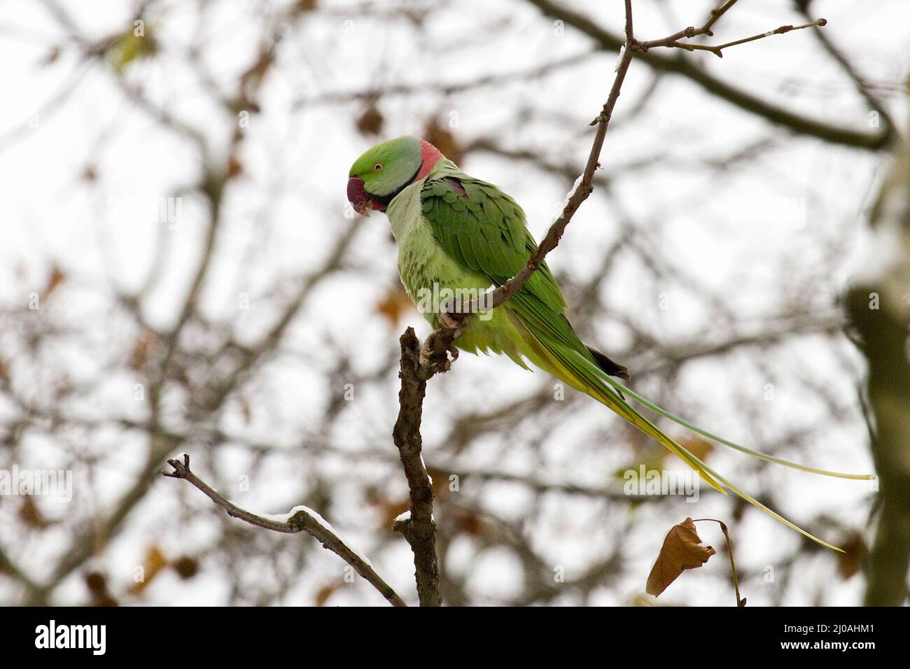 Landscape format of parakeet birds hi-res stock photography and images ...