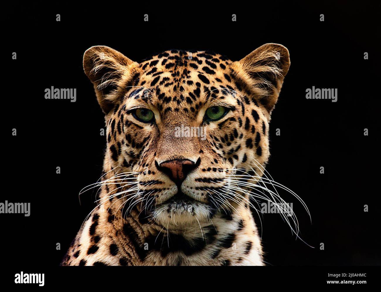 Wild cat in portrait format hi-res stock photography and images - Alamy