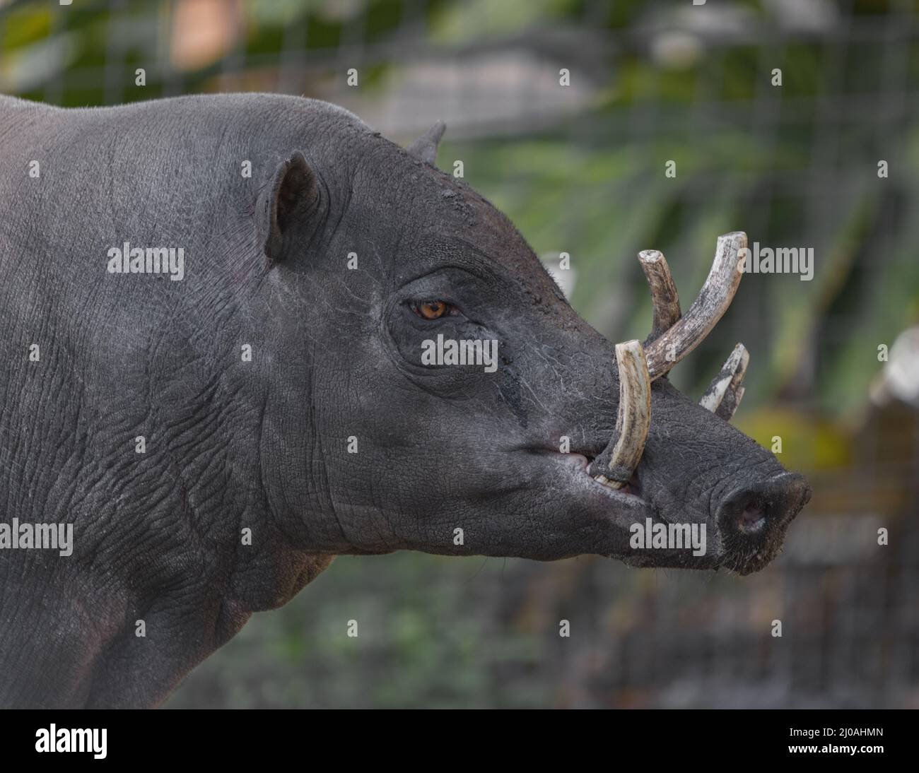 Pig like hoofed mammal hi-res stock photography and images - Alamy