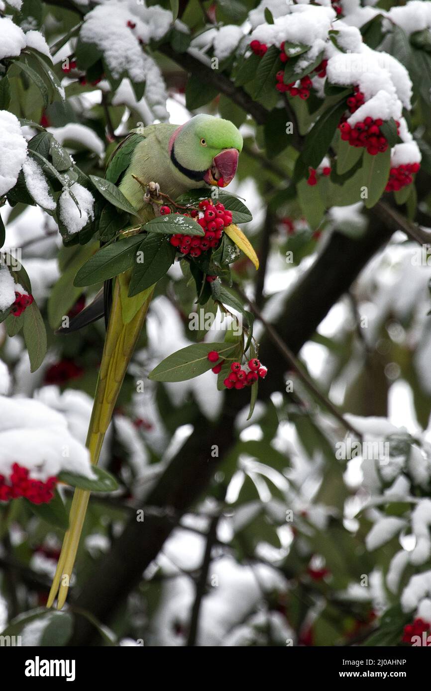 Kramer parrot hi-res stock photography and images - Alamy