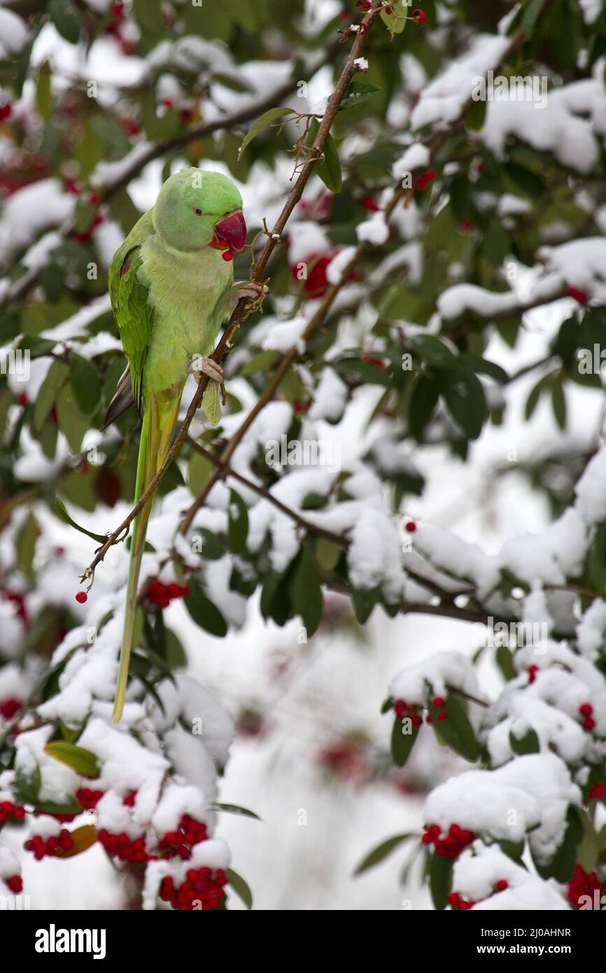 Kramer parakeet hi-res stock photography and images - Alamy