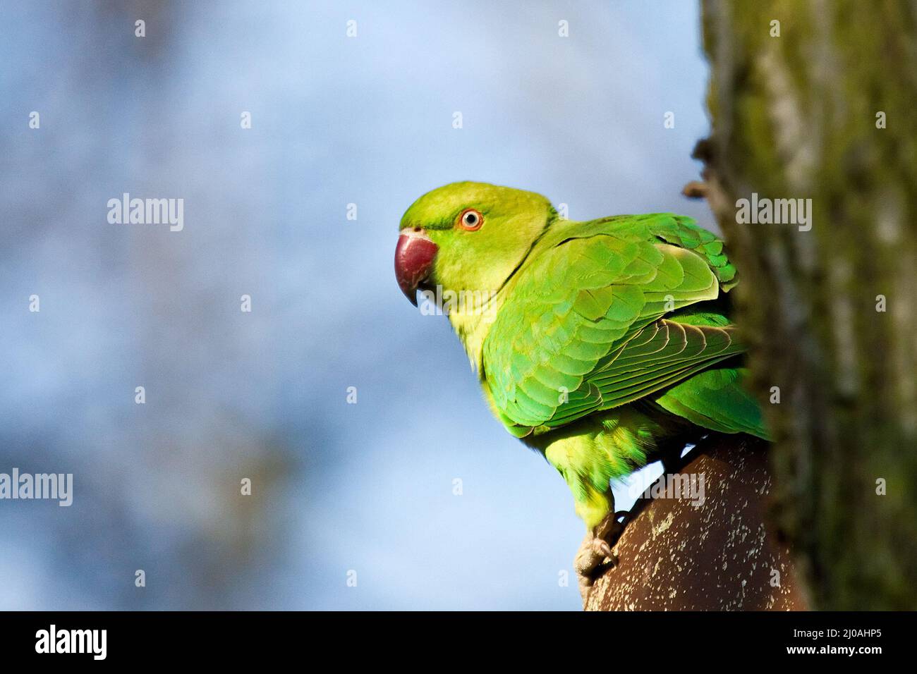 Parakeet flying hi-res stock photography and images - Alamy