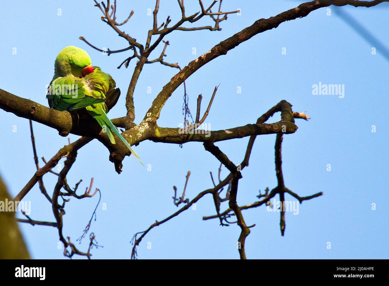 Green parakeet flying hi-res stock photography and images - Alamy