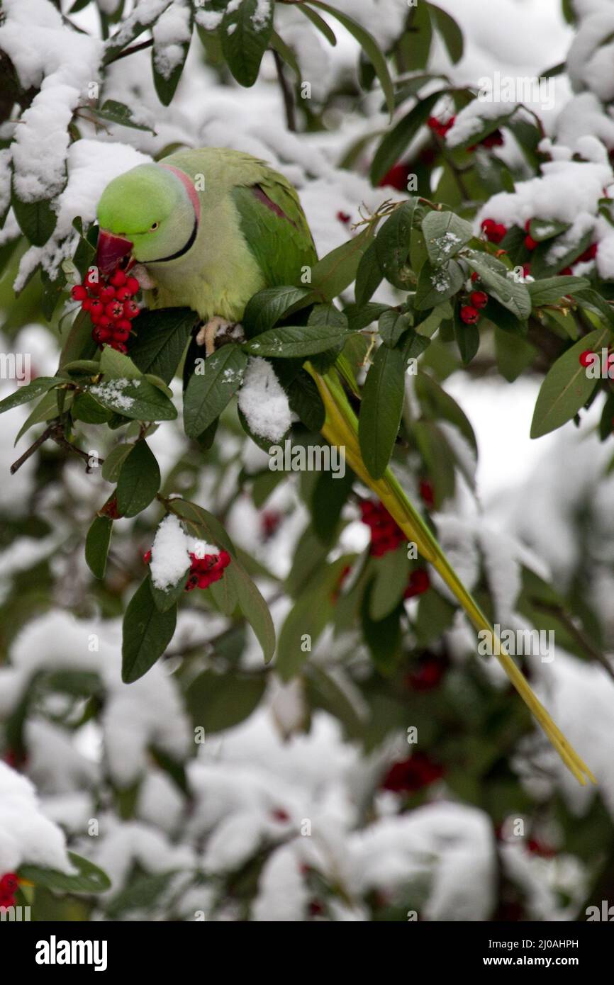 Flying green parakeet hi-res stock photography and images - Alamy