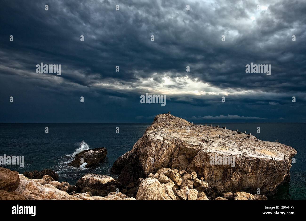 Calp bird hi-res stock photography and images - Alamy