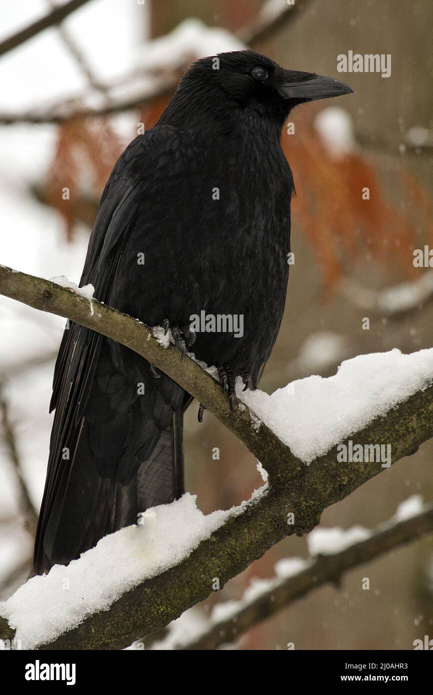 Crow in winter hi-res stock photography and images - Alamy