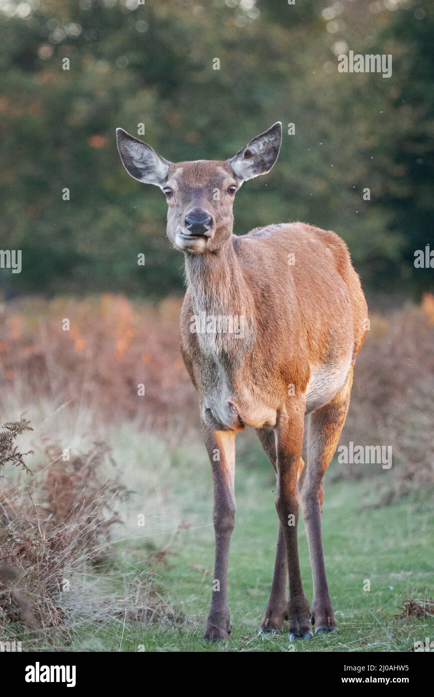 The female red deer (Cervus elaphus) stands up and chews the fresh ...