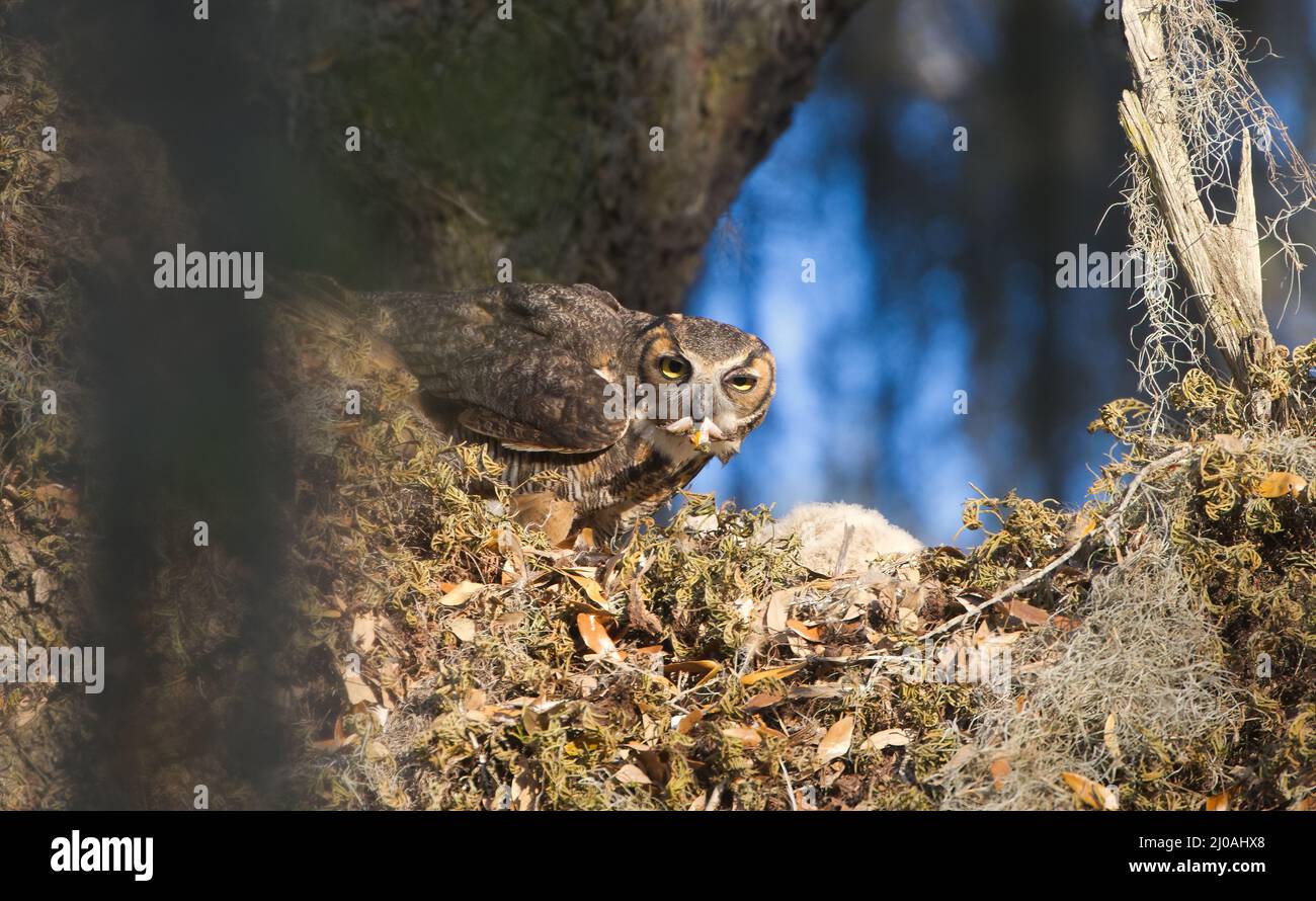 Frog face owl hi-res stock photography and images - Alamy