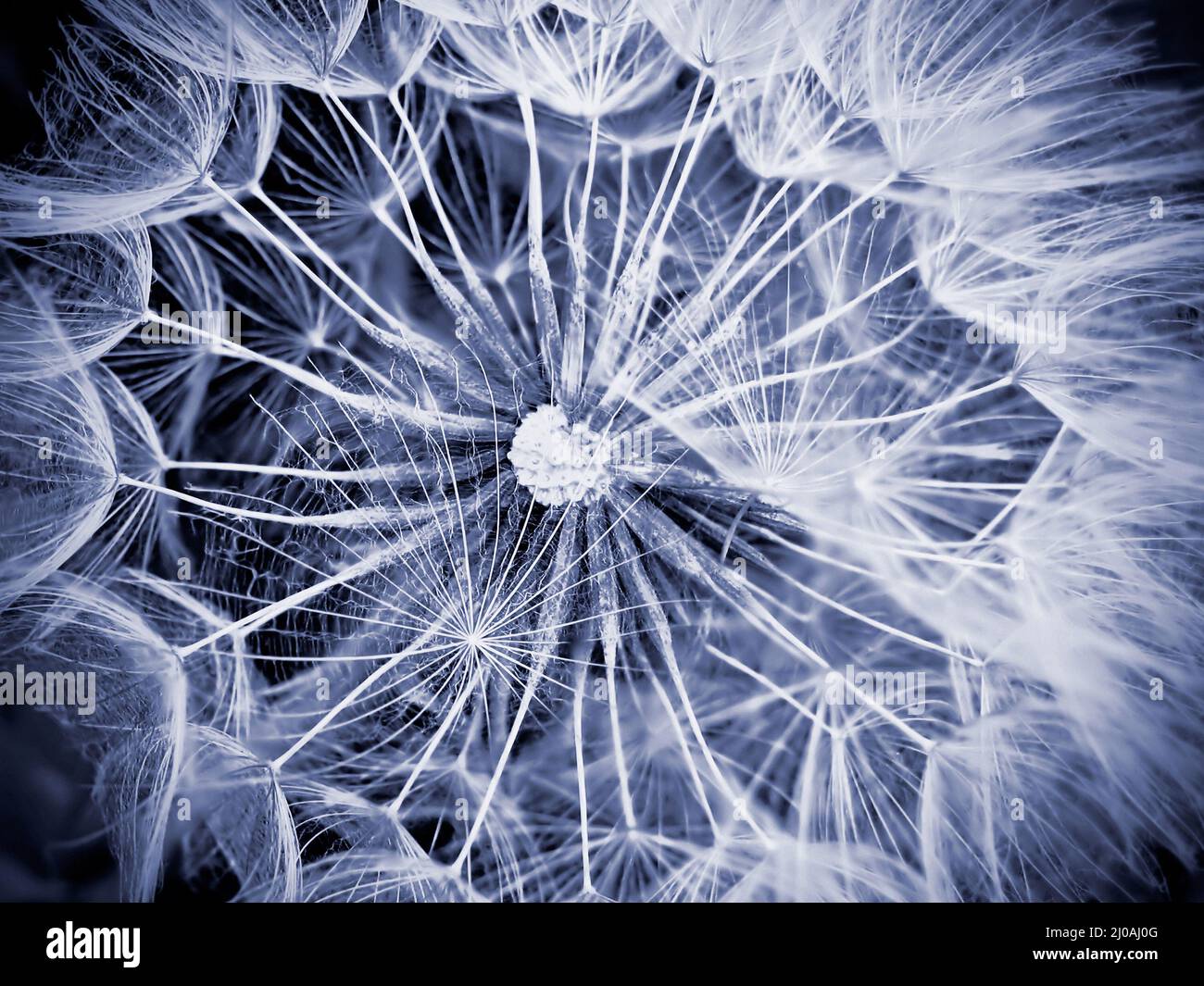 Giant stem hi-res stock photography and images - Alamy