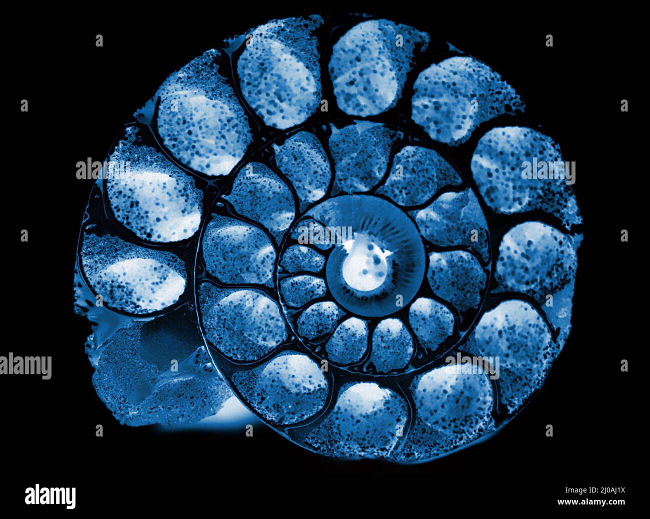 Shell x ray hi-res stock photography and images - Alamy