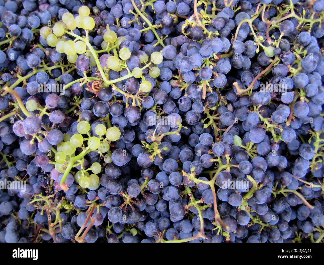 Violet grapes texture hi-res stock photography and images - Alamy