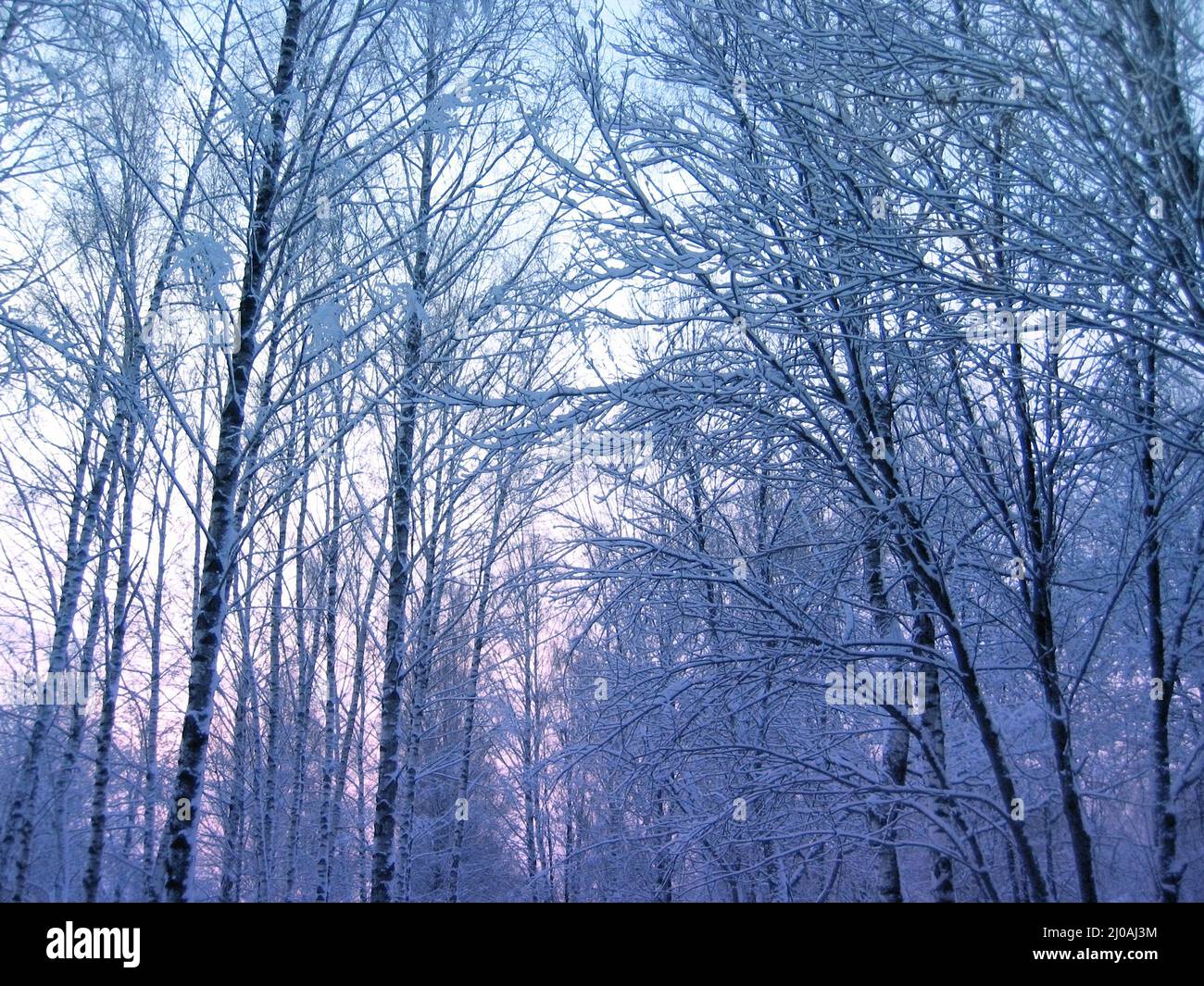 Fresh christmas trees hi-res stock photography and images - Alamy