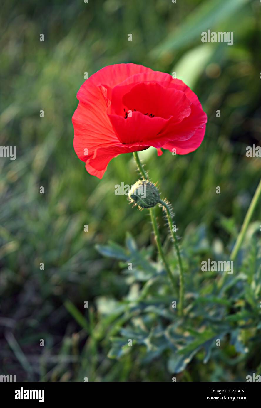 Poppy leaves hi-res stock photography and images - Alamy