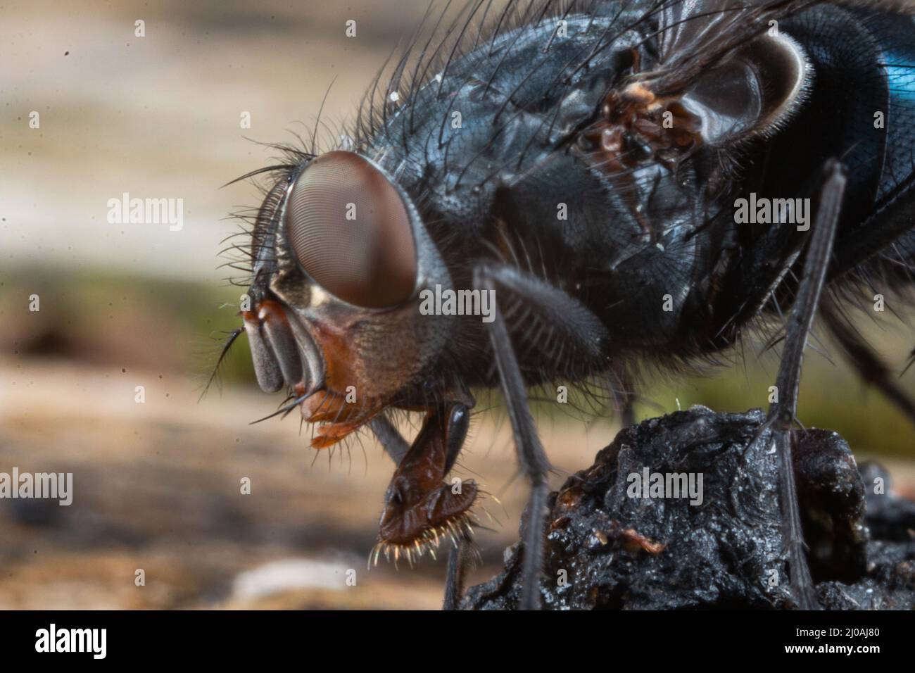 Flies on poo hi-res stock photography and images - Alamy